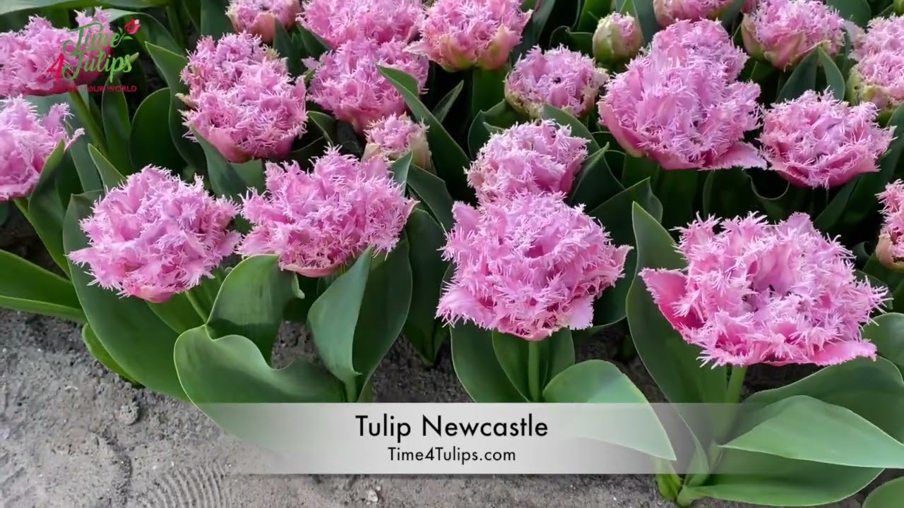 Tulip Newcastle | Time4Tulips.com - YouTube