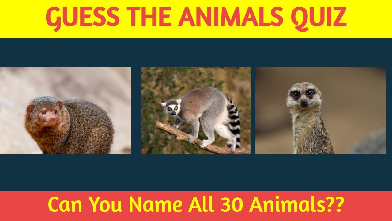 Guess The Animal Quiz | What's The Name of This Animal? | Animals Quiz ...
