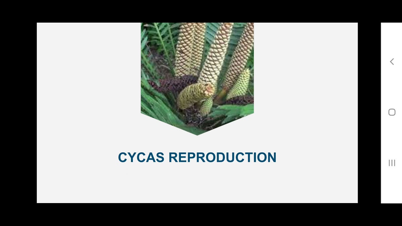 Cycas reproduction - Part 2 - YouTube