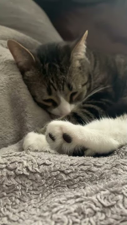 Cat Moment Youtube