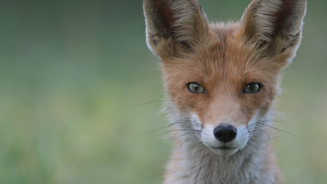 The Red Fox, A Life on the Edge - YouTube
