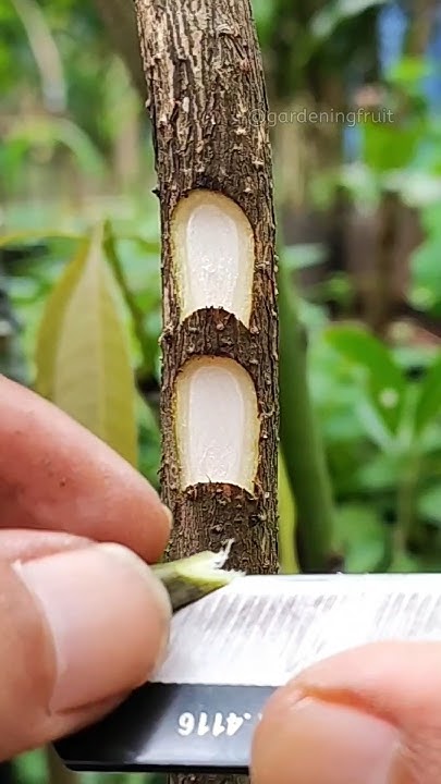 best time to grafting mango trees & feeding seedling EP700 #satisfying #shorts - YouTube