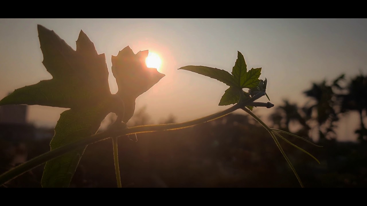 Sunset non copyright video ! no copyright video clip - YouTube