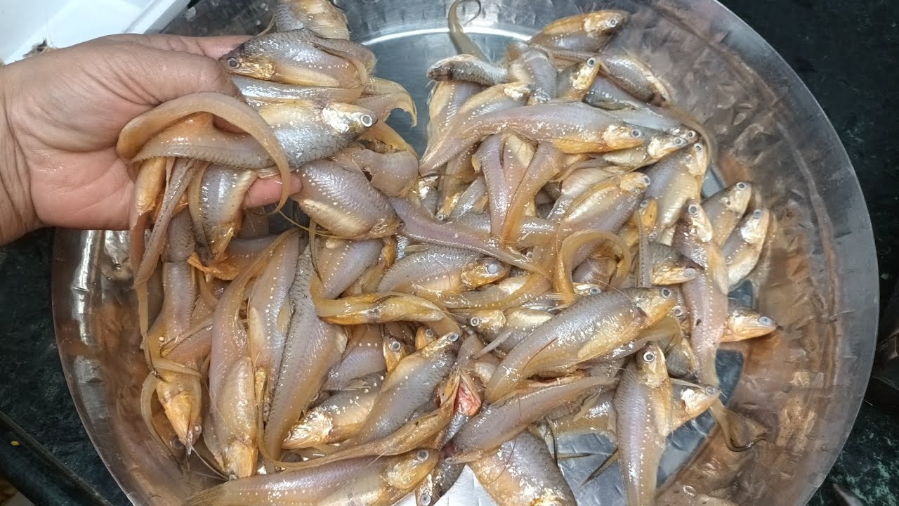 HOW TO CLEAN MANDELI FISH | MANDELI | ANCHOVY | MANDELI HOW TO CLEAN ...