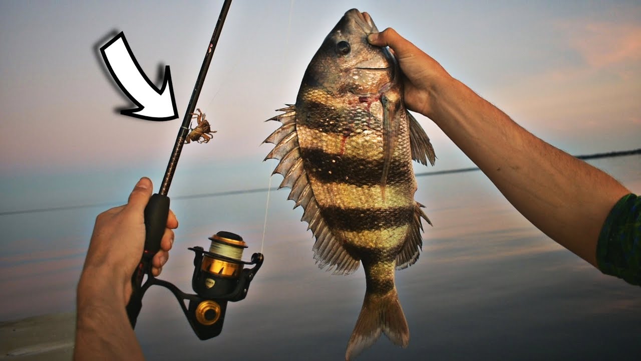 INSHORE MULTI-SPECIES BRIDGE FISHING WITH LIVE FIDDLER CRABS!!! - YouTube