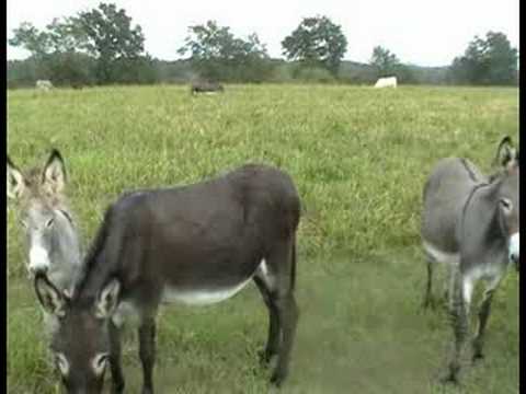 Donkey's, Mules, or Jackasses ? - YouTube