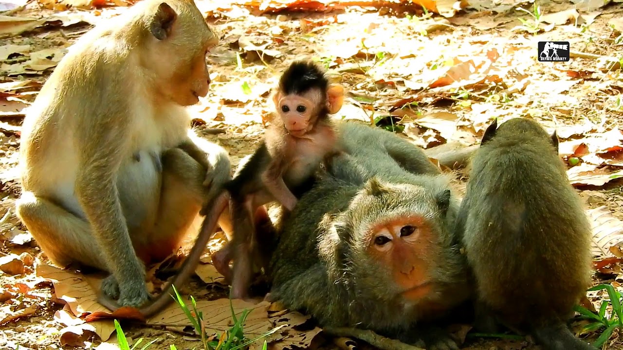 Baby monkey Jayden stand up show handsome body to Duchess - YouTube