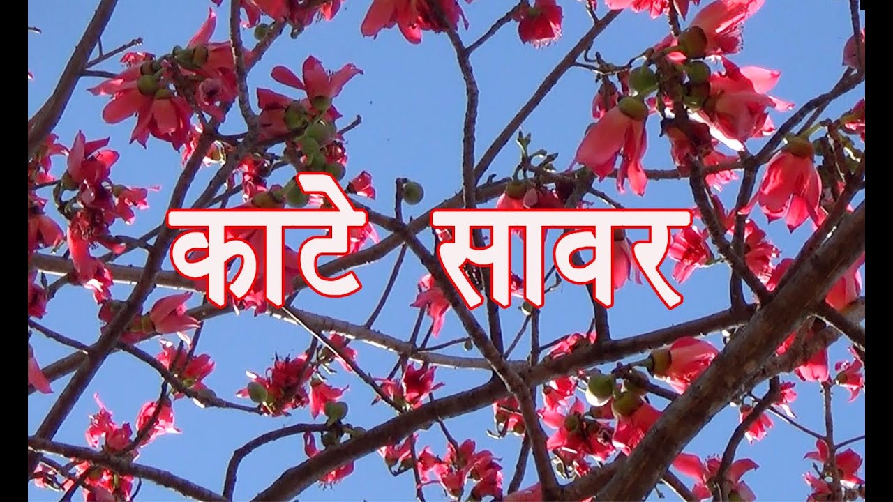 काटे सावर Kate Savar - YouTube