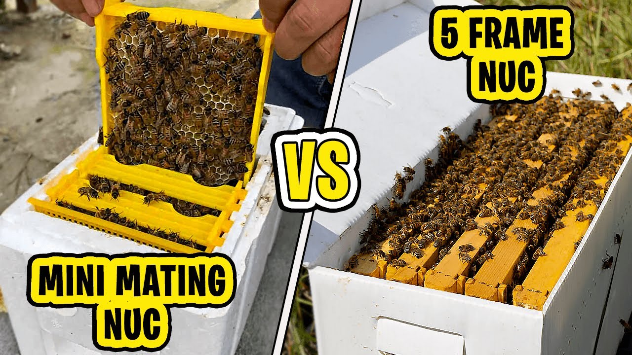 Why Mini Mating Nucs Are the Best for Queen Production... - YouTube