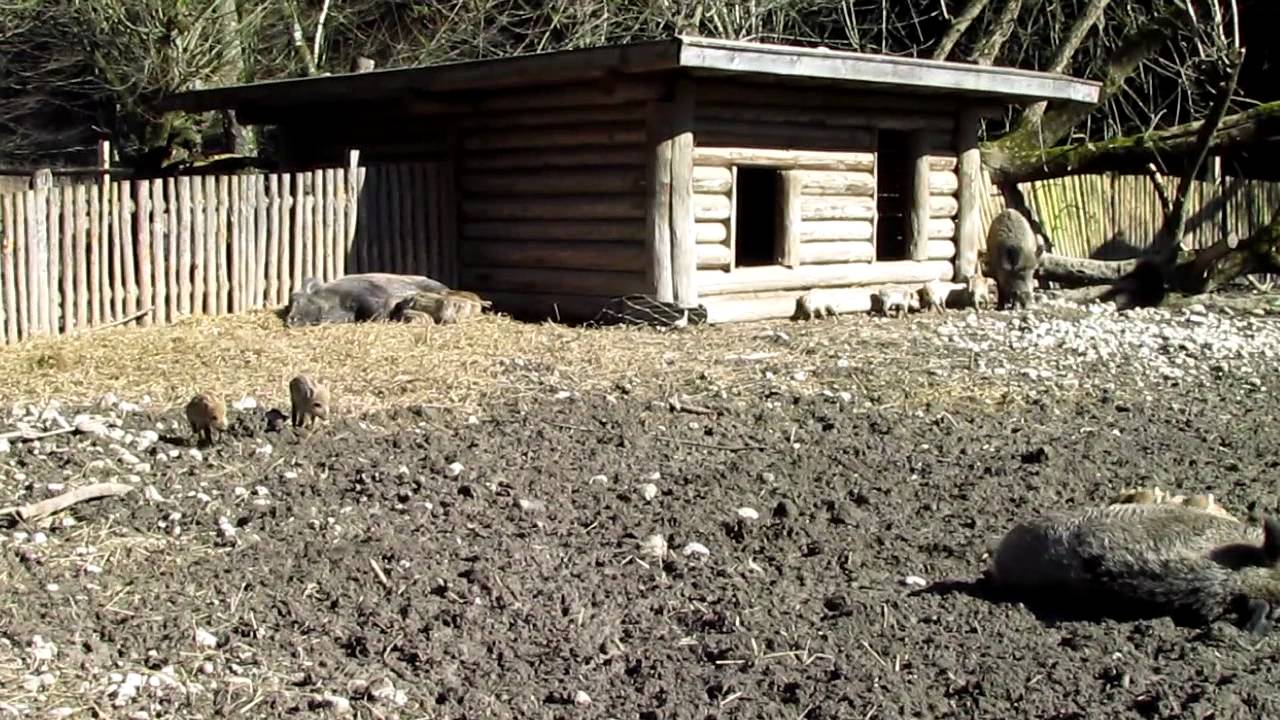 Wildschweinbabys im Wildpark Landsberg am Lech II - YouTube