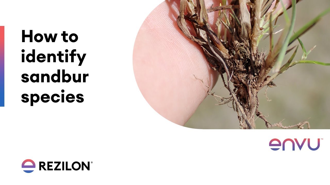 How to identify sandbur species - YouTube