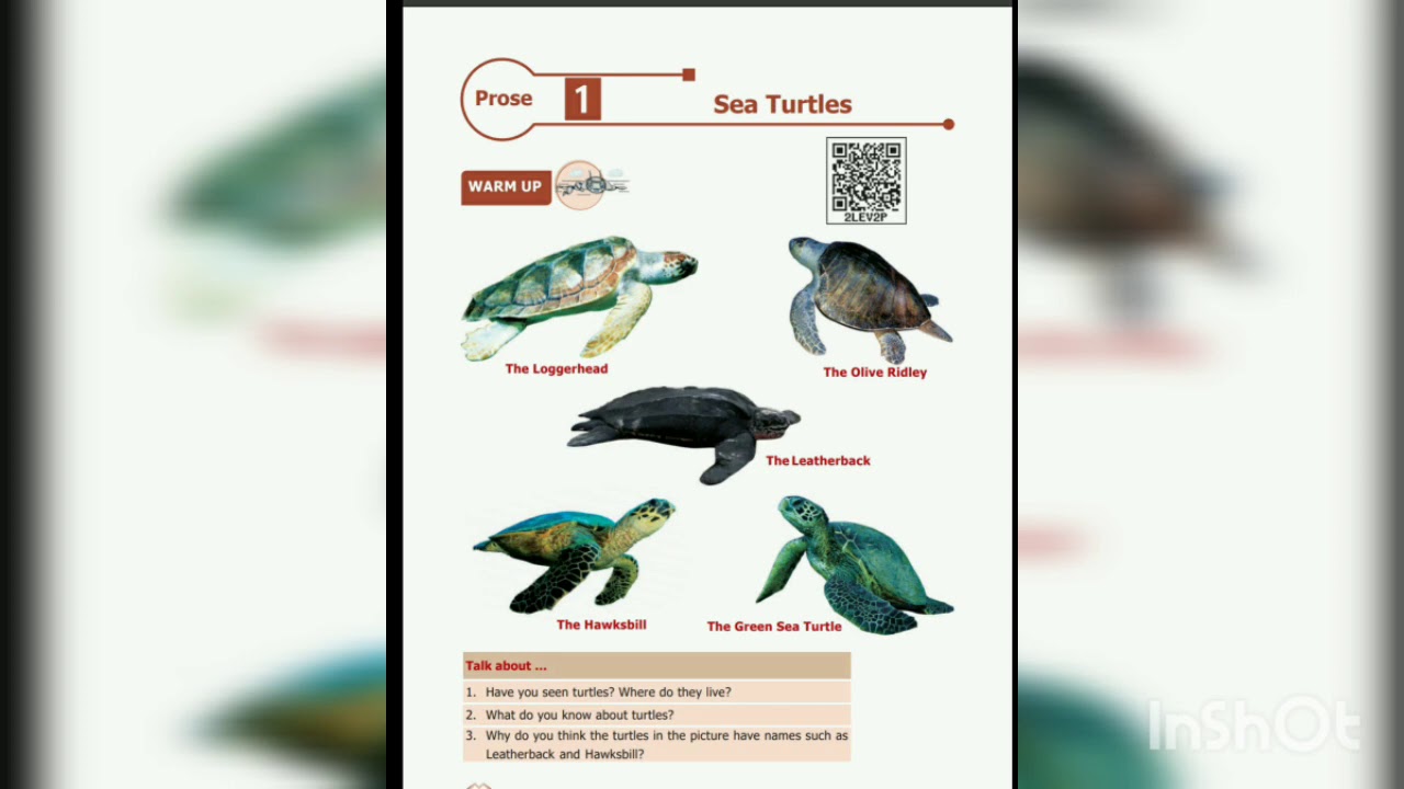 6th std English,Sea Turtles, section 2 - YouTube