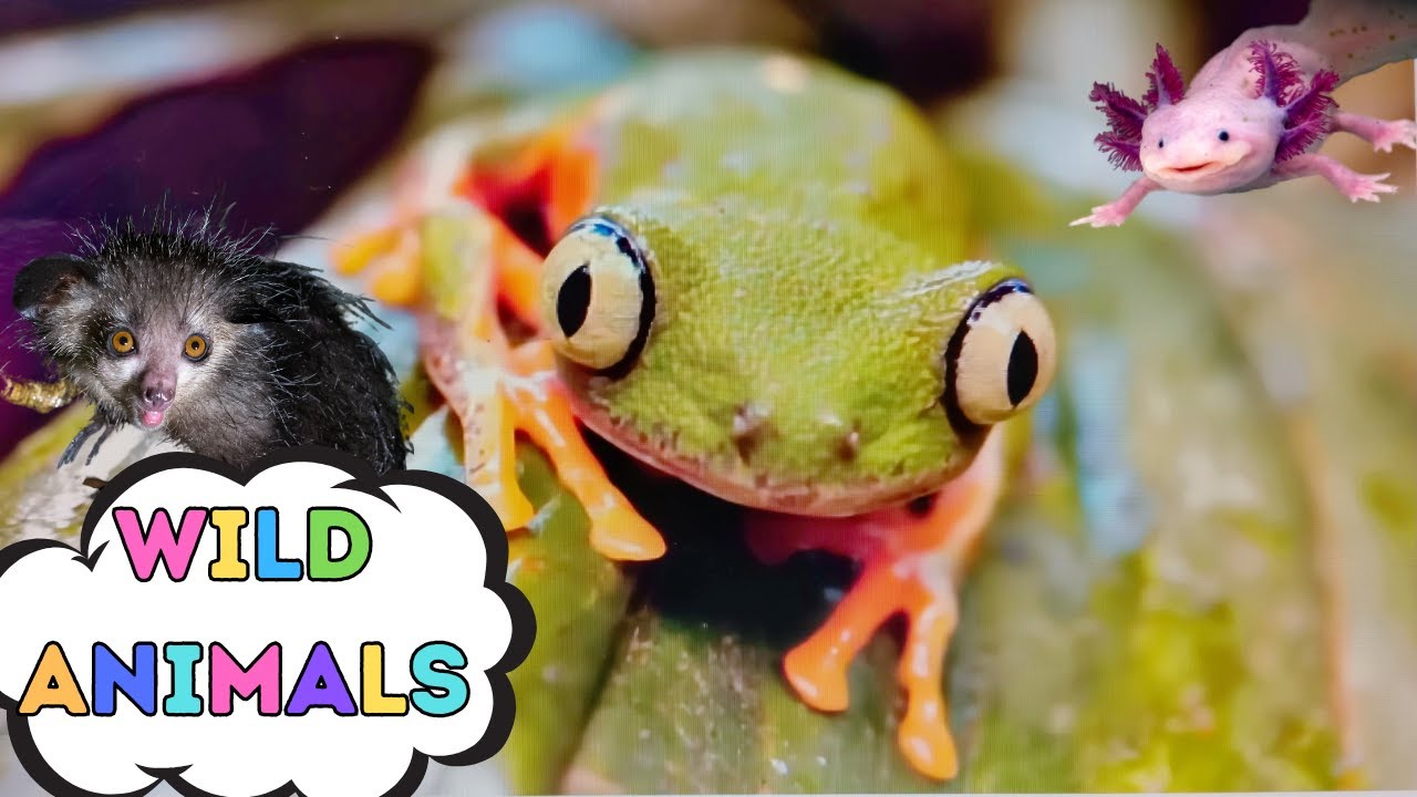 Wild Animals I Amazing 'A' Animals for Kids: Fun Learning with Names ...