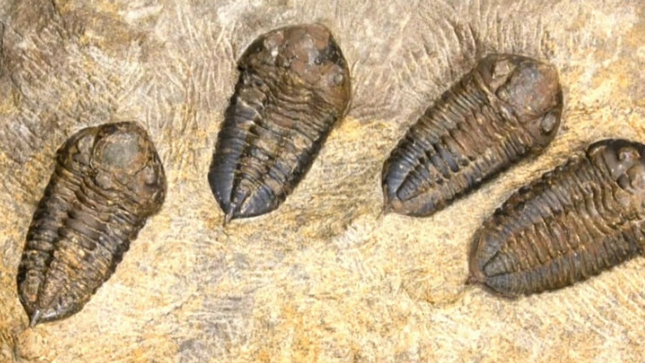 les trilobites Morocco - YouTube