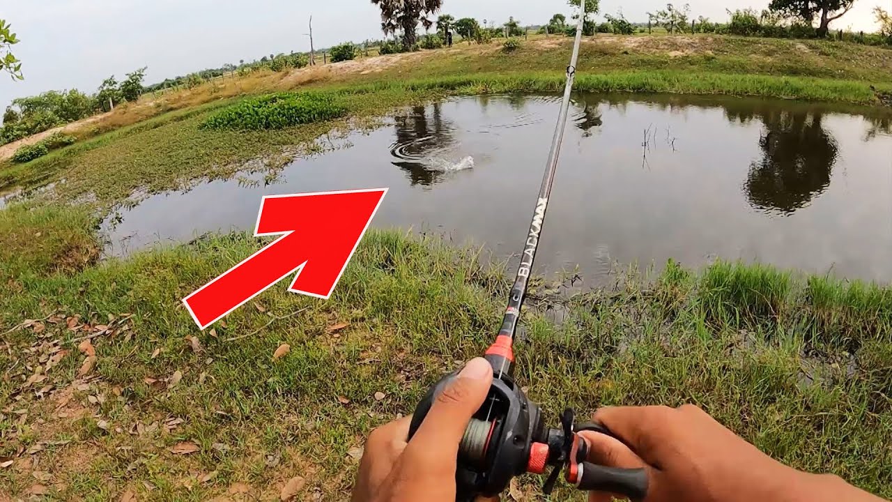 Big Snakehead Fish In Tiny Pond - Live Frog Bait Fishing - YouTube