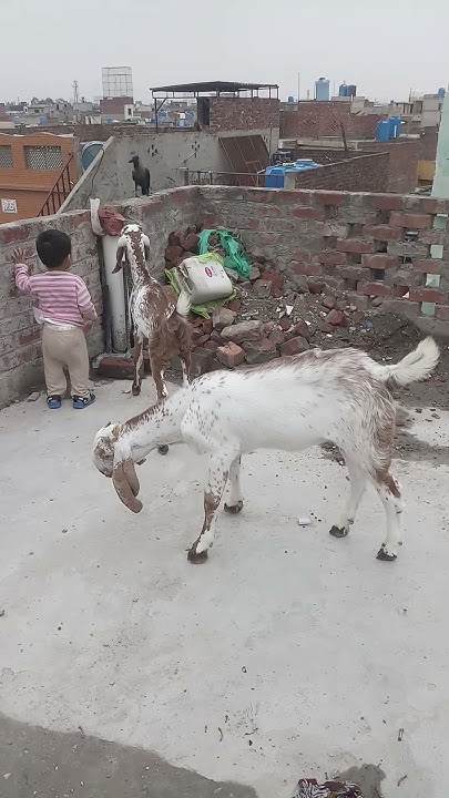 Playing With Goat Babes Youtube