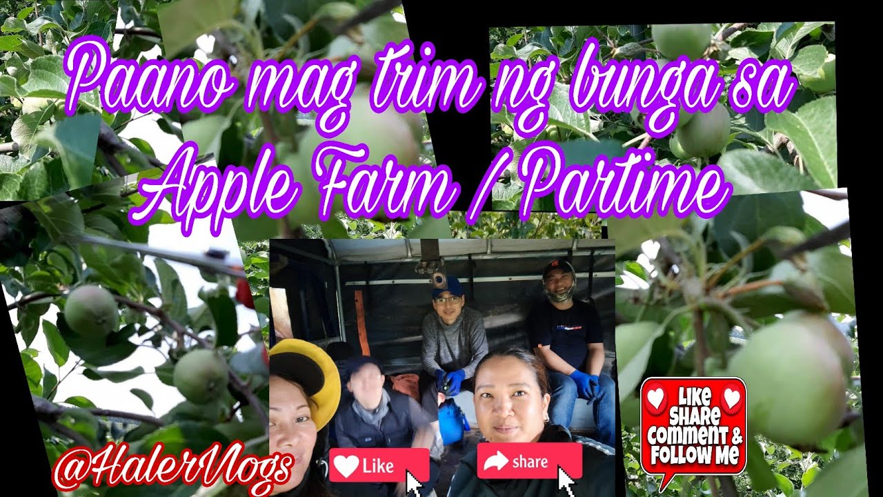 Paano mag trim ng bunga sa Apple Farm / Partime @Haler Vlogs # ...