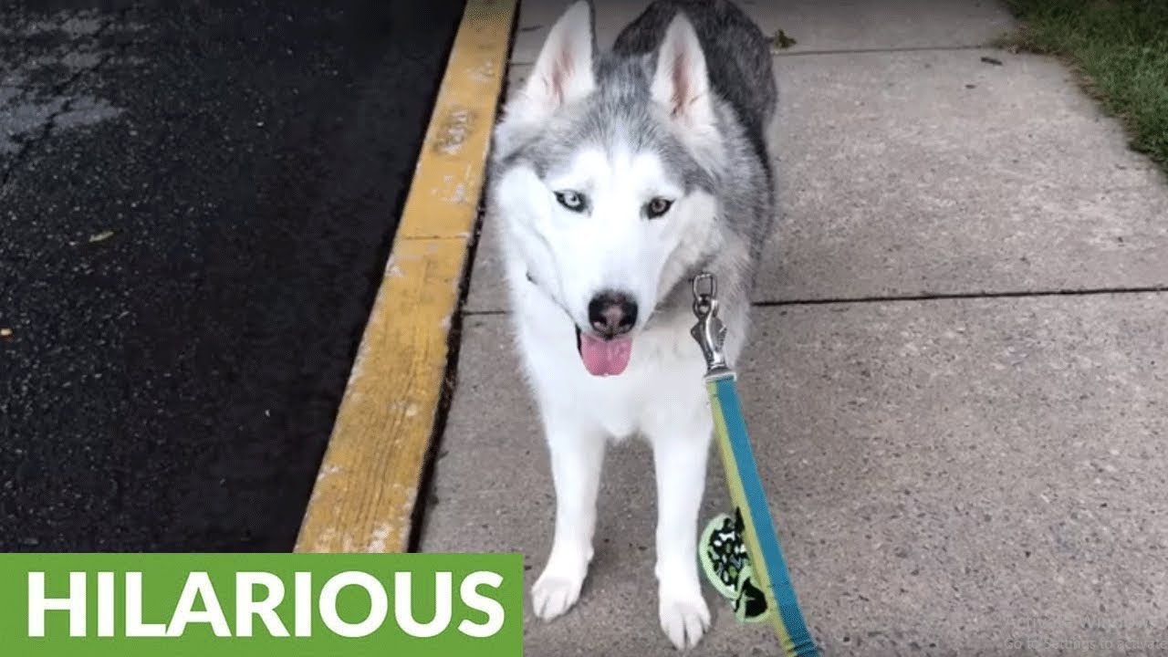 Stubborn Husky vocally protests walk - YouTube