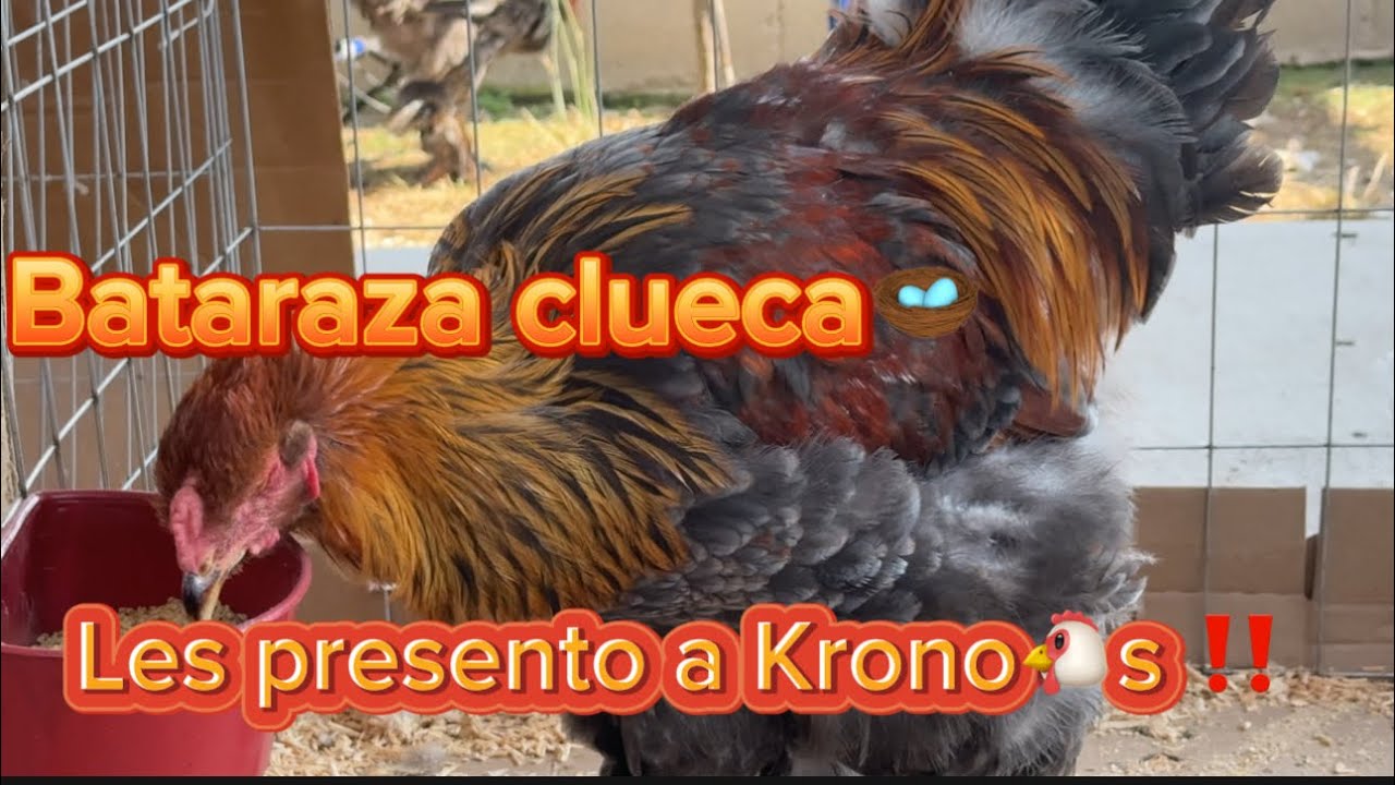 Members 🐔🐔 have arrived at the farm, others are leaving ️ | lots of ...