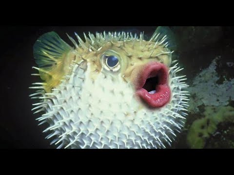 Pufferfish Eats Carrot and Sings Yellow Pufferfish Meme / Dont Pee On ...