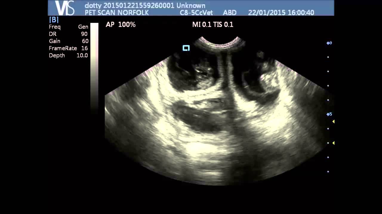 DOG PREGNANCY SCAN - YouTube
