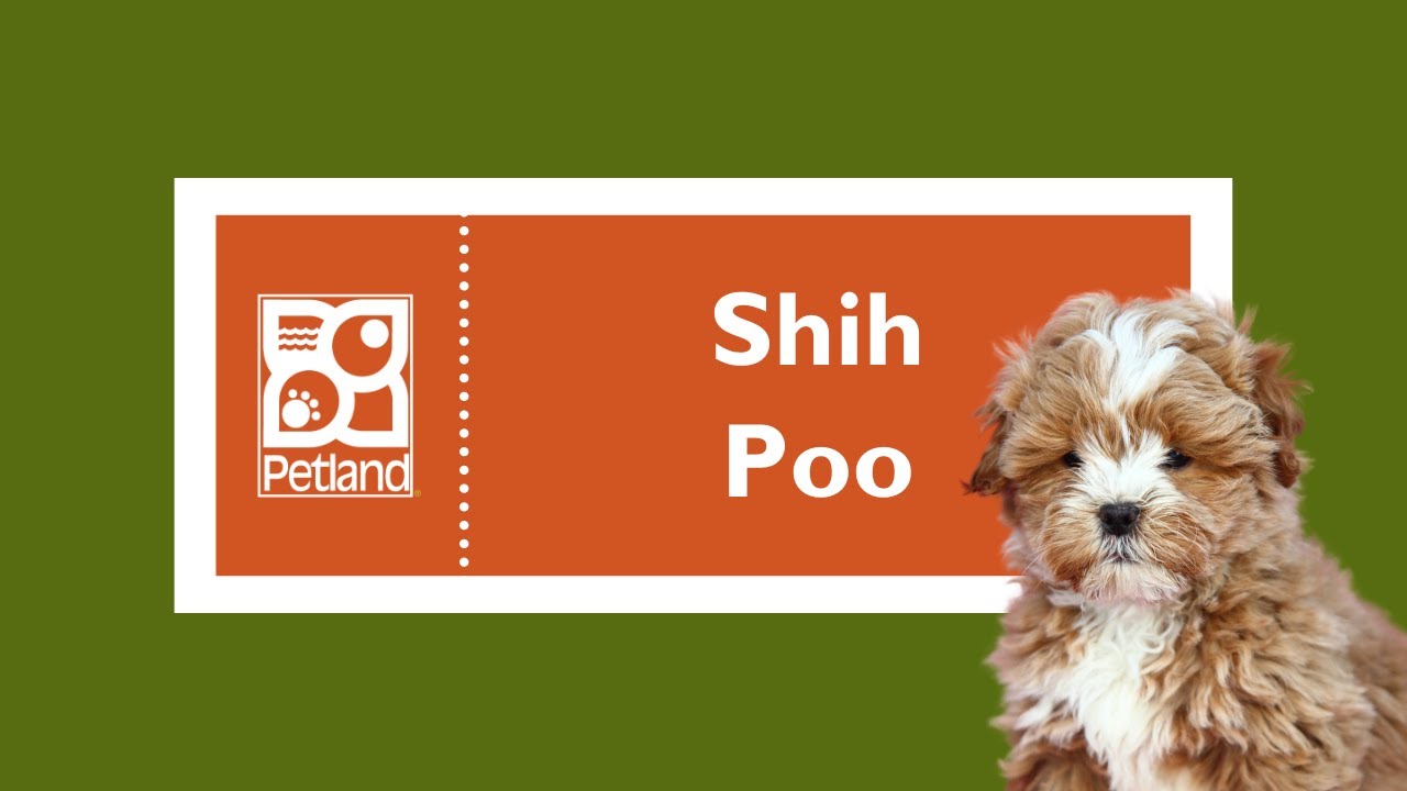 Shih Poo Fun Facts - YouTube