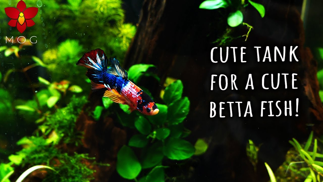 Making cute Nano Tank for a Galaxy Betta Fish! - YouTube
