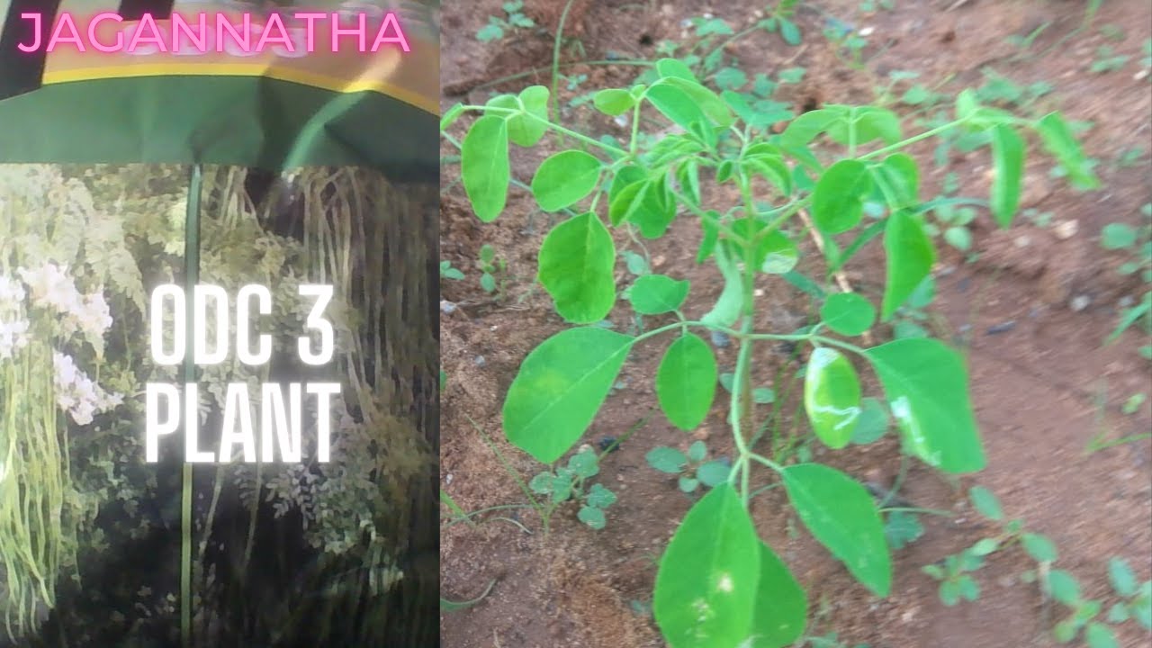 ODC 3 Drumstick plants - YouTube