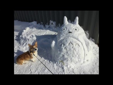 Grumpy Corgi boy meets Snow Totoro トトロの雪像＆ご機嫌斜めのコーギー犬( v￣ ￣) - YouTube