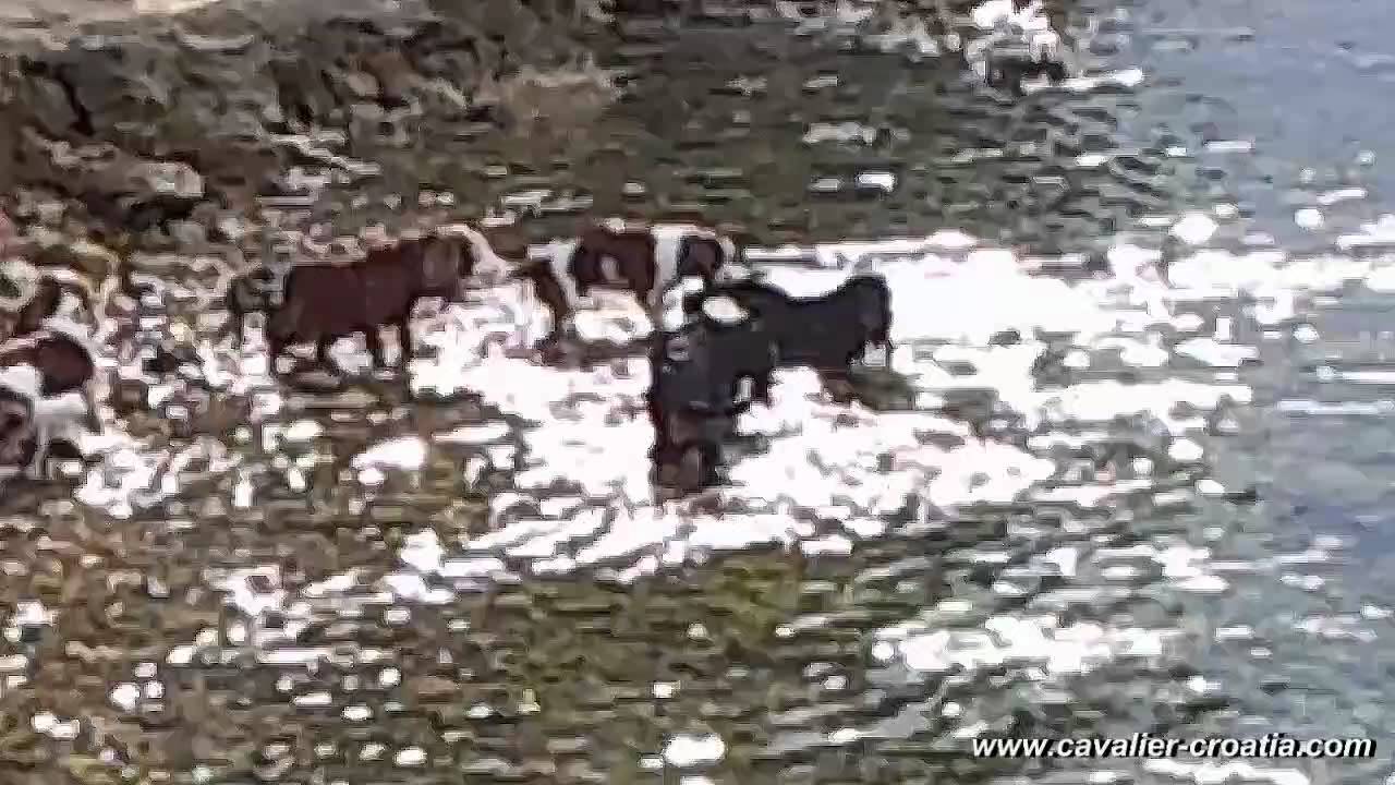 Cavalier King Charles Spaniel breeder Kavaliri hrastove šume - YouTube