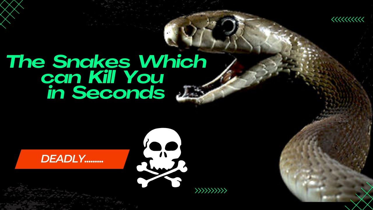 "Top 10 Deadliest Snakes in the World-Venomous Beasts of Earth"- # ...