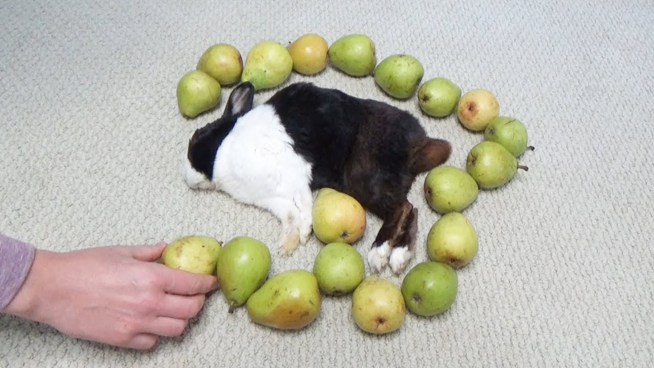 Waking a Sleeping Rabbit by Surrounding him with Pears - YouTube