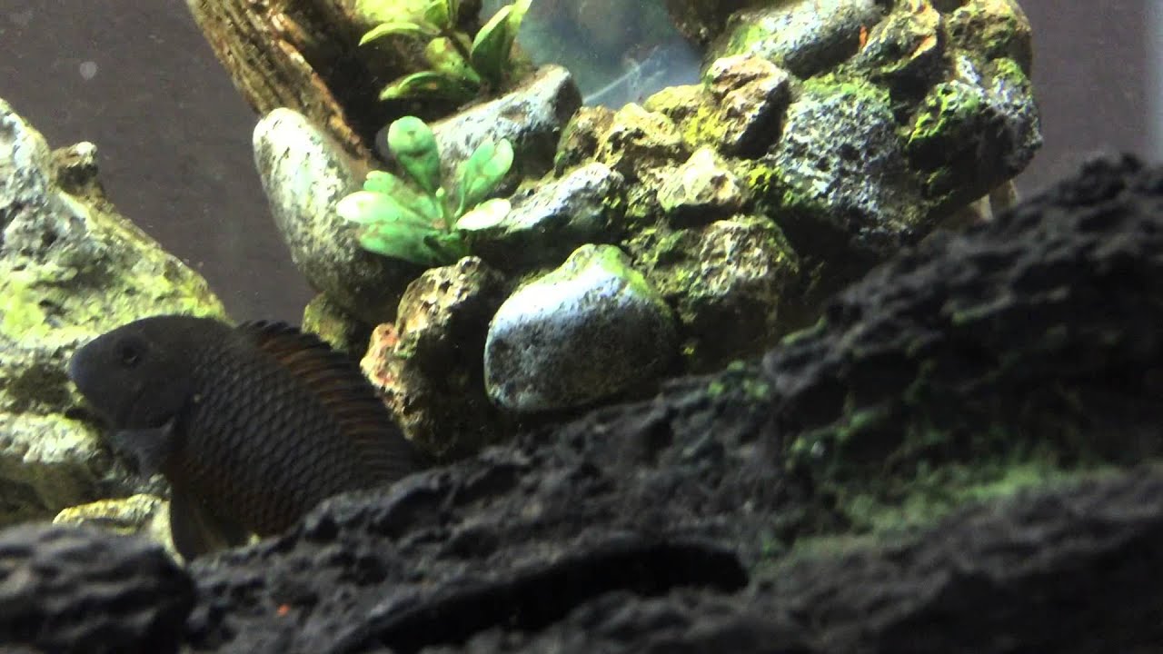 Moorii (Kaiser II) Cichlid (Tropheus moorii) My Red Banded & Yellow ...