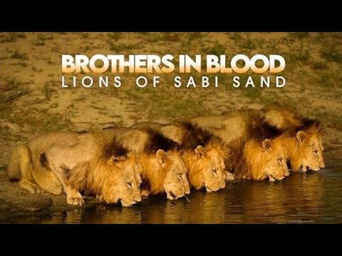 Brothers In Blood : Lions of Sabi Sand ll full Hindi documentry ll ...