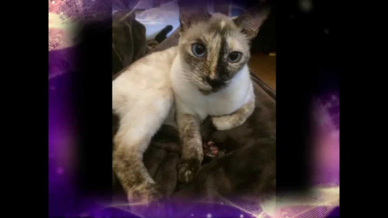 kona-the awesome and lovely cat - YouTube