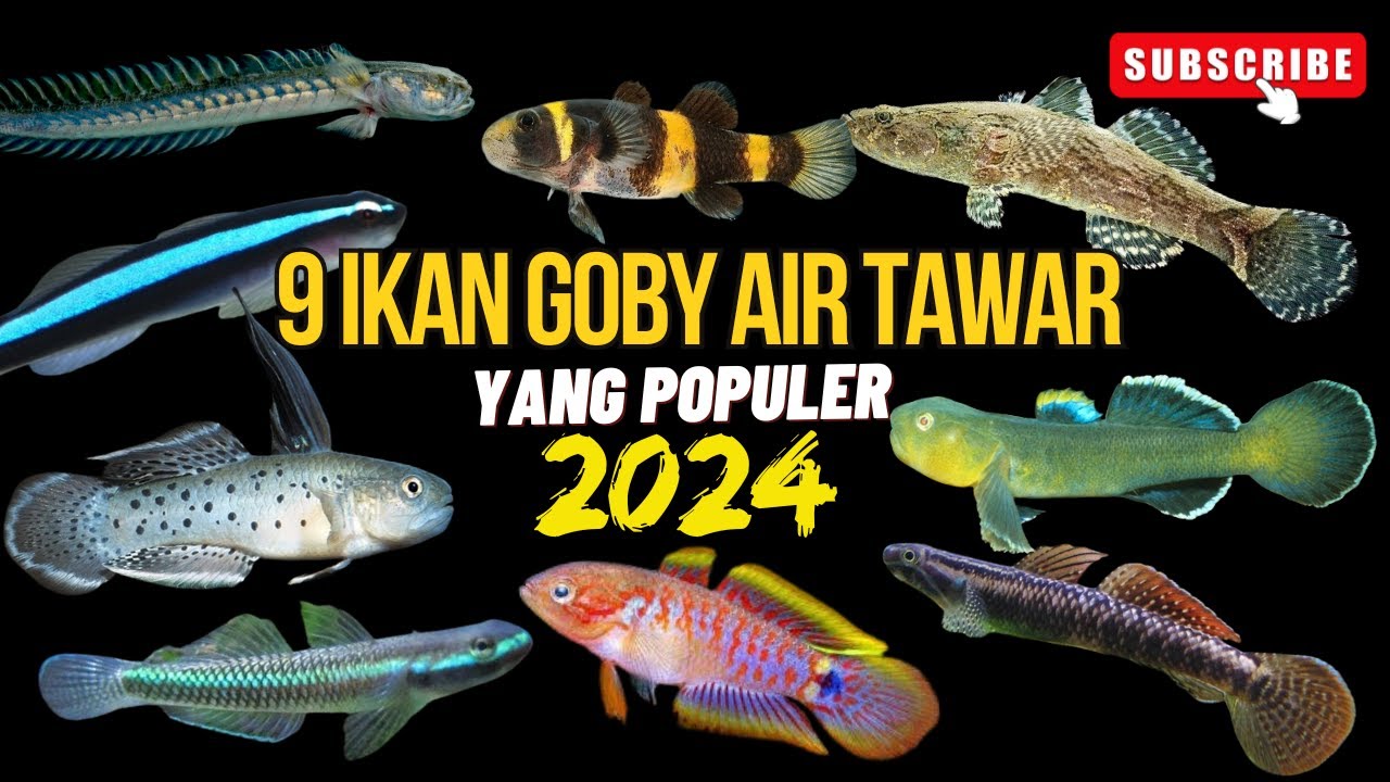 9 Jenis Ikan Goby Yang Bisa Hidup di Air Tawar 2024 | 9 Freshwater Goby Species for Your ...
