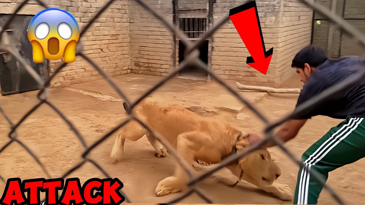 Liger Attack ⁉️ - YouTube
