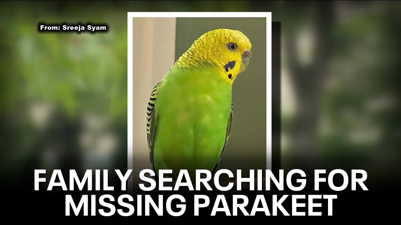 Local family hoping for safe return of parakeet who's been missing for ...
