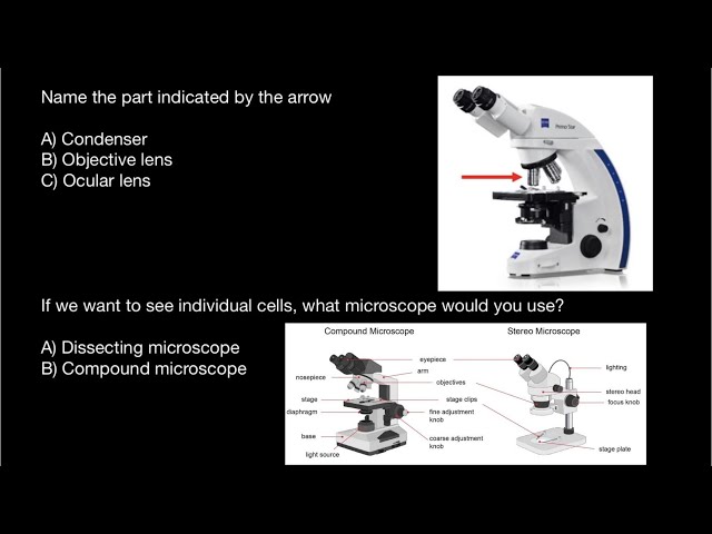 Stereo Dissecting Microscope Diagram Quick Delivery | www.oceanproperty ... Stereo Dissecting Microscope Diagram Quick Delivery | www.oceanproperty ...