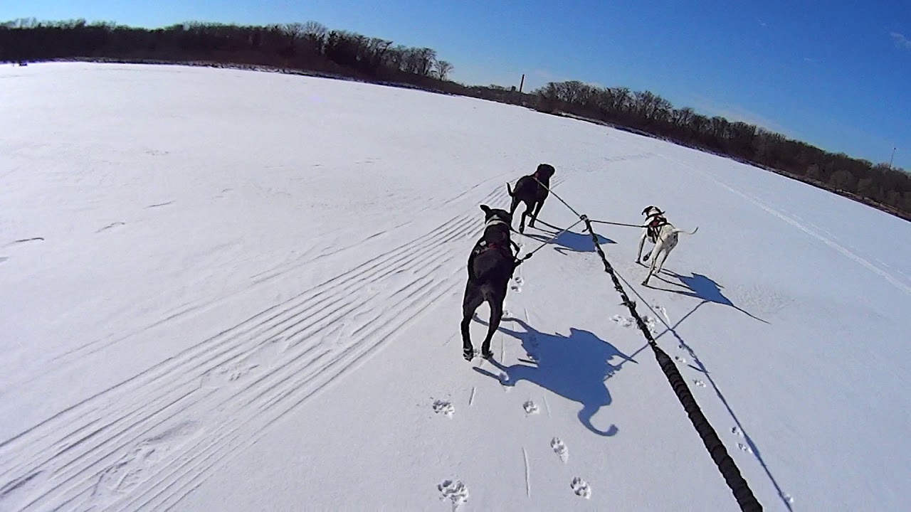 Skijoring - YouTube