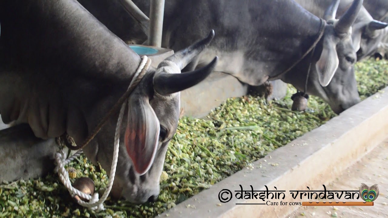 Dakshin Vrindavan Gaushala gass sponsored by Aanukulya Trust on 09 Dec ...