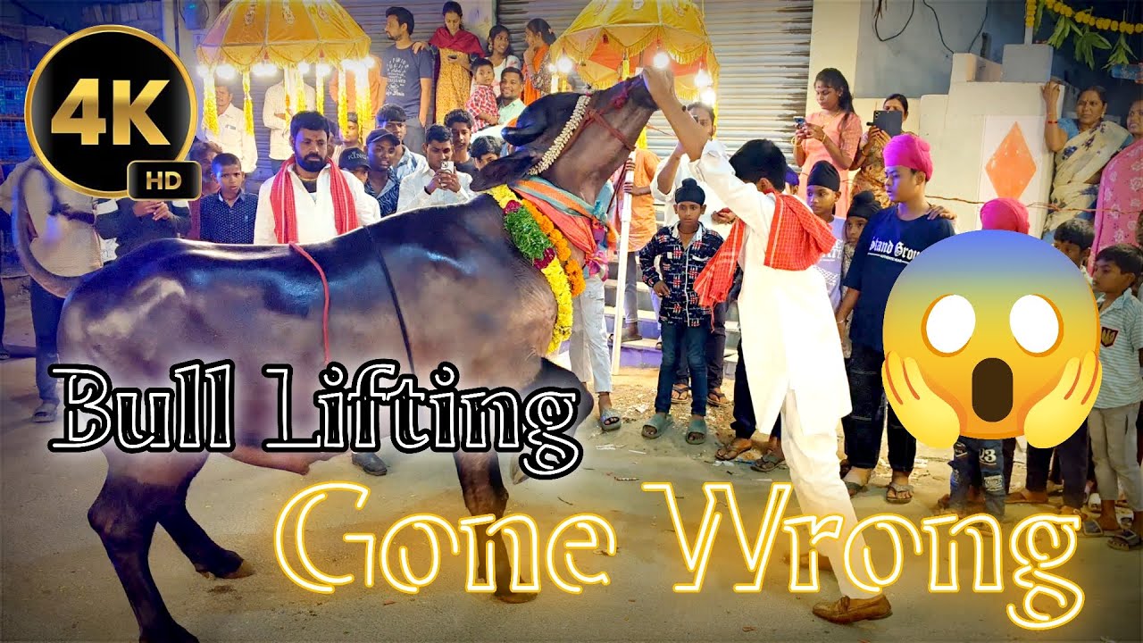 Bull Lifting Went Wrong 😱 Sadar Sammelana 2024 🔥 Sadar Bull Attack on ...