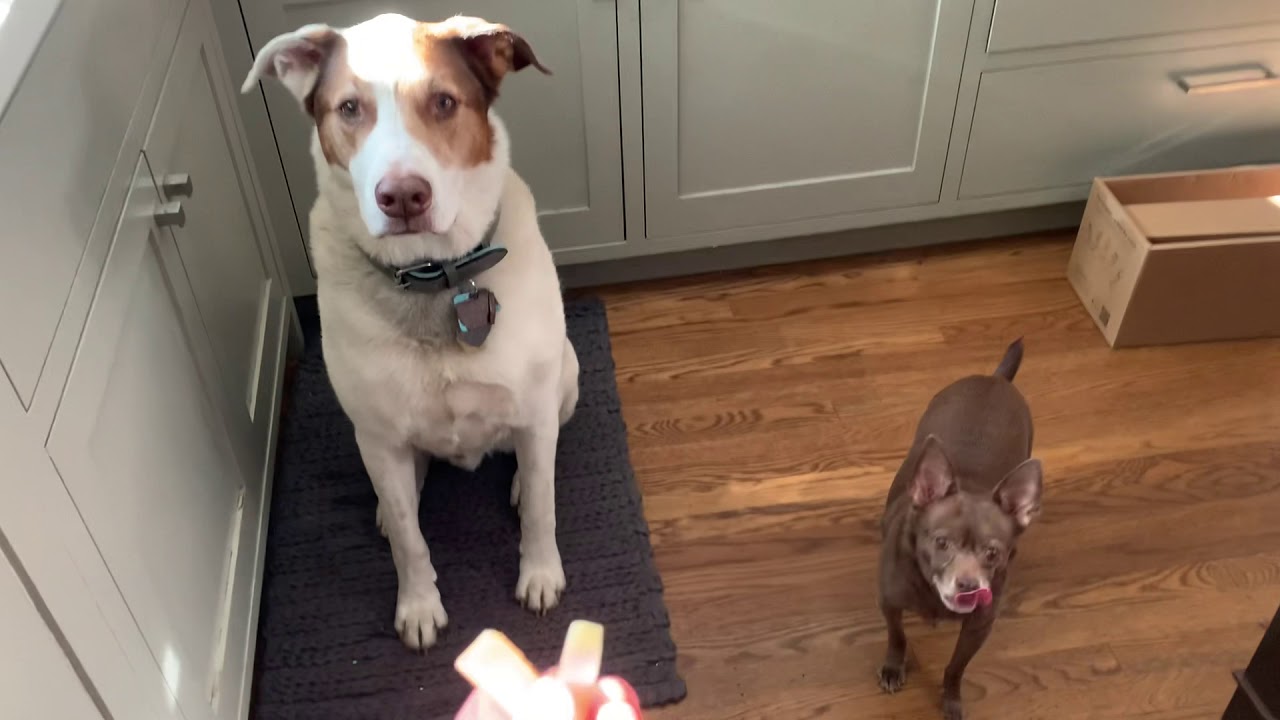 Dogs Try So Hard To Wait For Cheese - YouTube