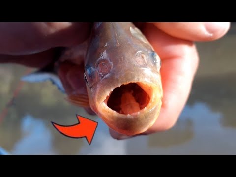 PEIXE COM PARASITA NA LÍNGUA tenia do peixe parasita de peixe vídeo de ...