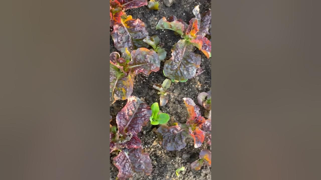 #주말농장 #북한산 #스타벅스더북한산점근처 #딸기 #브로콜리새싹 #땅콩호박 #스파게티호박 #호박 #호박요리 #여름작물 #모종심기 ...