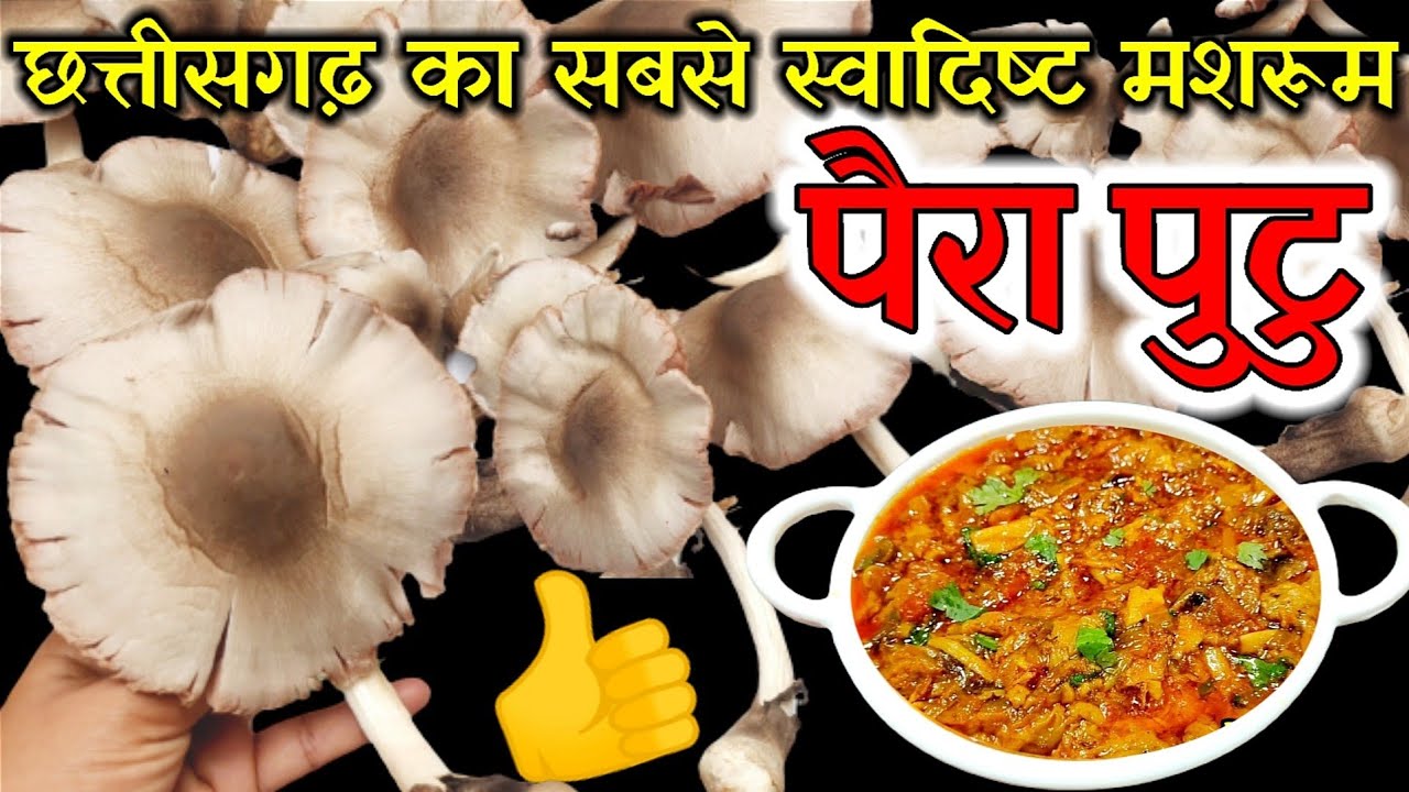 छत्तीसगढ़ का स्वादिष्ट मशरुम पैरा पुटु की सब्जी/Mushroom Curry/पैरा ...