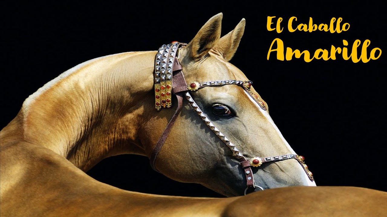 El Caballo Amarillo - YouTube