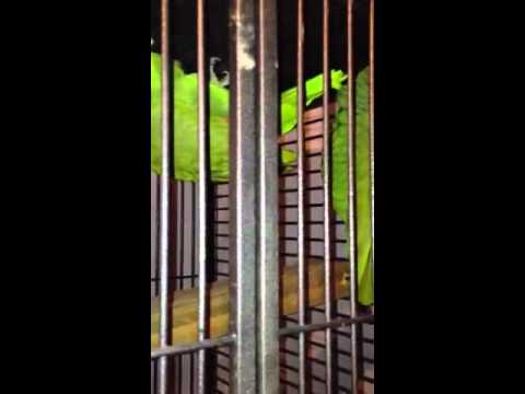 nest box african greys - YouTube