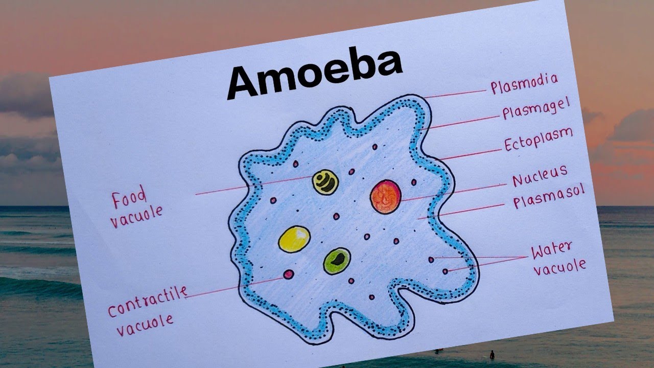 How To Draw Amoeba Diagram/Diagram Of Amoeba/Structure Of Amoeba/Easy ...