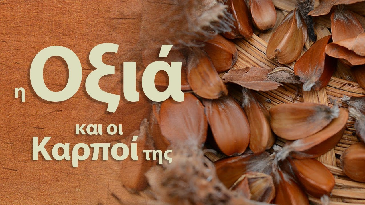 H οξιά (Fagus sylvatica), το βούτυρο της μάγισσας και η ουρά της ...